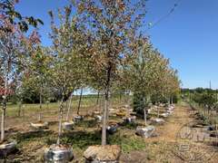 ST CROIX AMERICAN ELM 4.5" - Jeff Martin Auctioneers, Inc.