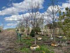 AMERICAN ELM, ST. CROIX 3 " - Jeff Martin Auctioneers, Inc.