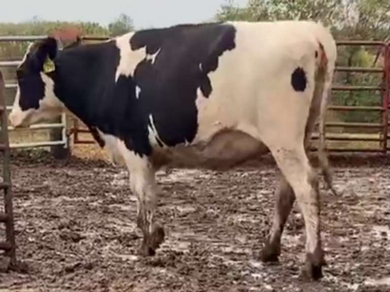 Load of Well Grown Holstein Springers (Brogal) - Kreeger & Associates