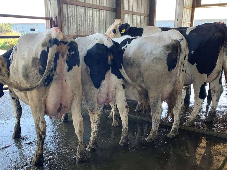 8 Procross Fresh Heifers, 10 Years Procross Genetics (Bruce Martin ...