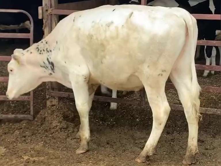 Due 10-10, Expander X Shottle X Atwood, Dam GP Then 7 VG & EX Dams ...