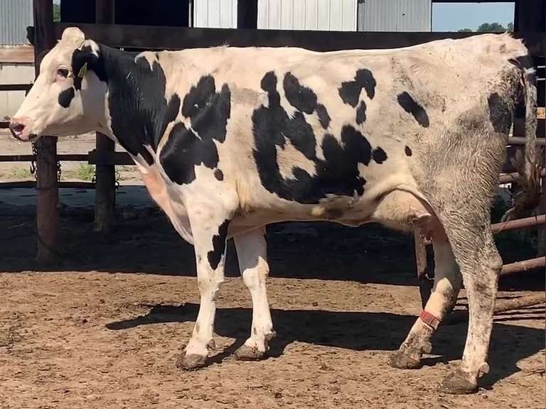 Due 11-30 Mkg 86# SCC-2K 1st Lact (LLR, Needs Hoof Trimming) - Kreeger ...