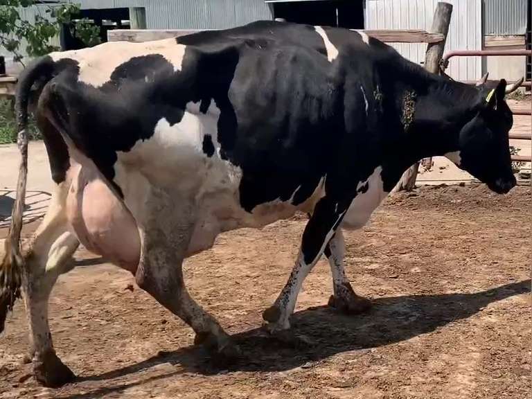 Fresh 5-8 Mkg 108# SCC-16K Exposed 3rd Lact (Horns, LLF, Needs Hoof ...