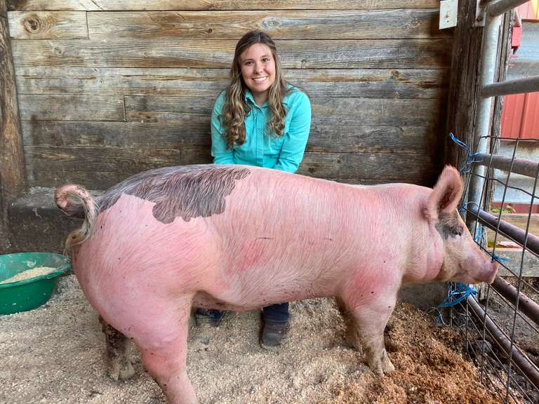 Maggie's Hampshire Cross Pig (Approx Weight 275#-300#, Bidding Is By ...