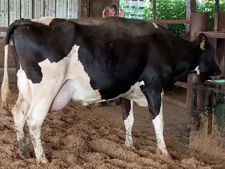 Dry & Dry Treated Due 10-29 w/ 3rd Calf (3/4 Cow-Left Front Quarter ...
