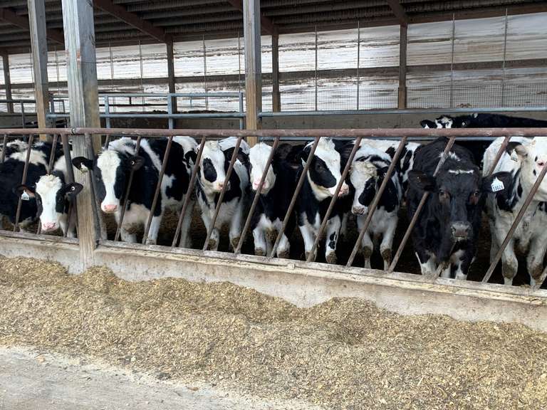 15 Holstein Open Heifers | Born May-June 2020 | Est Weight 500# | 90% ...