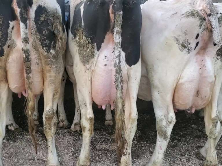 Pick 25 Milking / Dry Cows / Springing Heifers (2) from this herd of 30 ...