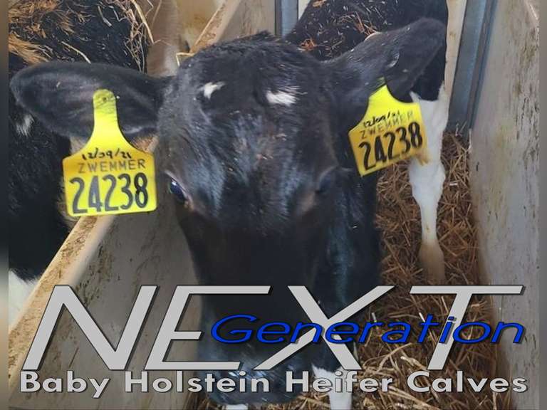 (5) FREEMARTIN Baby Holstein Heifer Calves | 1 Gal of Colostrum @ Birth ...