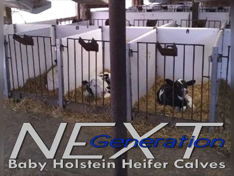(11) Baby Holstein Heifer Calves | Excellent Colostrum & Calf Care | AI ...