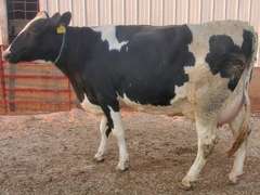 Pick 25 Milking / Dry Cows / Springing Heifers (2) from this herd of 30 ...