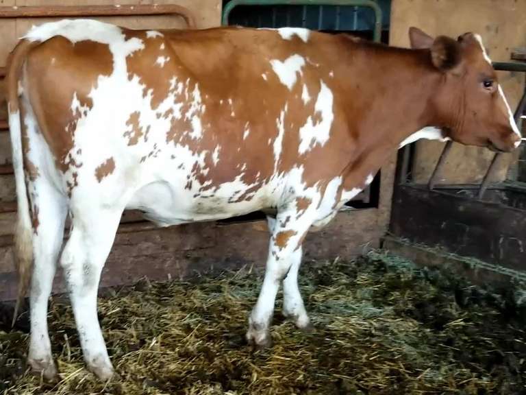 Due 7-276 to Rick-P-Red | Polled | Zeeke-P x Lincoln-PP | Dale ...