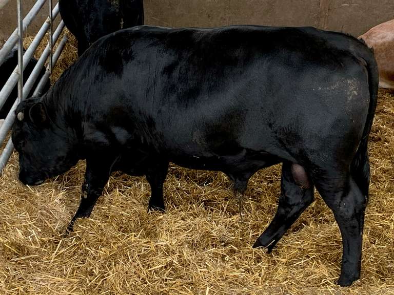 Angus Bull | Weight 1300# | Ready to Breed Heifers | Calder Dairy ...