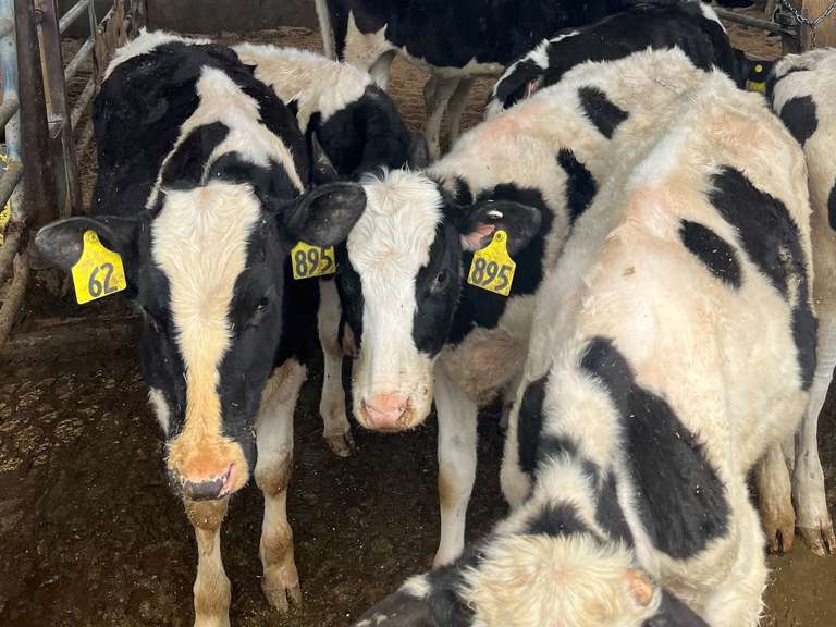 25 Holstein Open Heifers | Est Weight 450#, (400#-500#) SELL BY THE ...