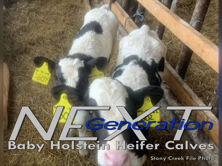 ( 10 ) Baby Holstein Heifer Calves | Colstrum, Trisheild, Enforce 3 ...