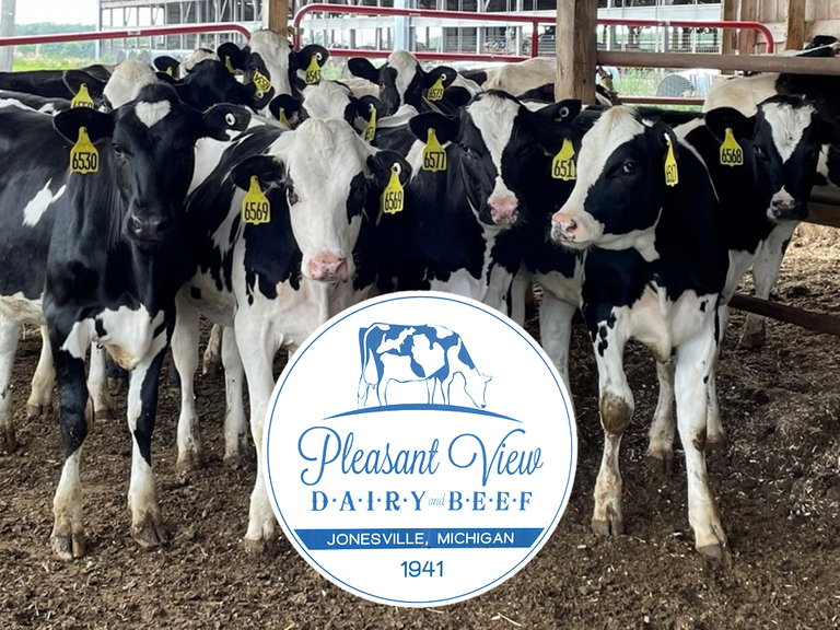 Pleasant View Dairy Open Heifer Dispersal - Kreeger & Associates
