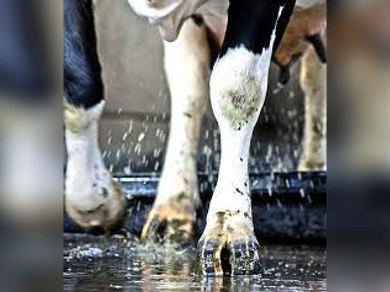 Hoof Plus Elite (All in one liquid Copper Sulfate footbath) We apply it ...