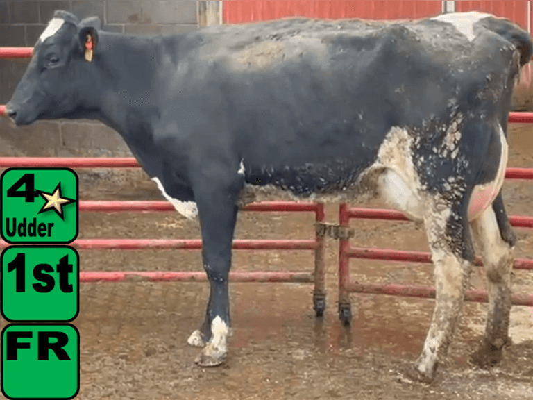 3 Fresh 1st Lact Heifers | Fresh 2-7 to 2-17 | Avg 84# 4.1 3.1 SCC-57K ...