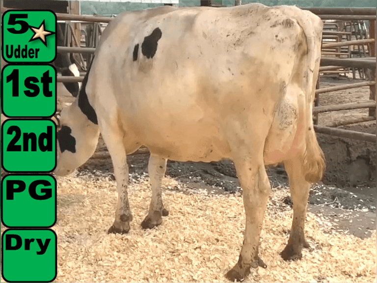 4 Dry Cows (3 1st & 1 2nd Lact) | Due 7-22 to 8-19 | Avg 1.3 SCS-LA ...