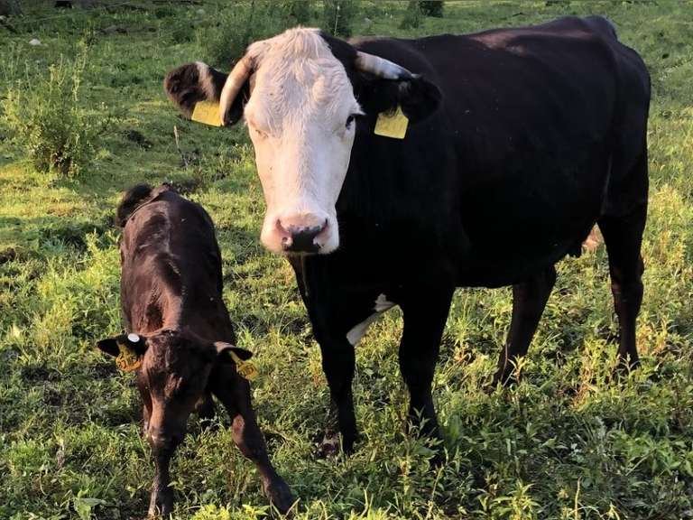 Cow Calf Pair | Cow Est Weight 1200#, Scurs, Medium Flesh | Calf-Black ...