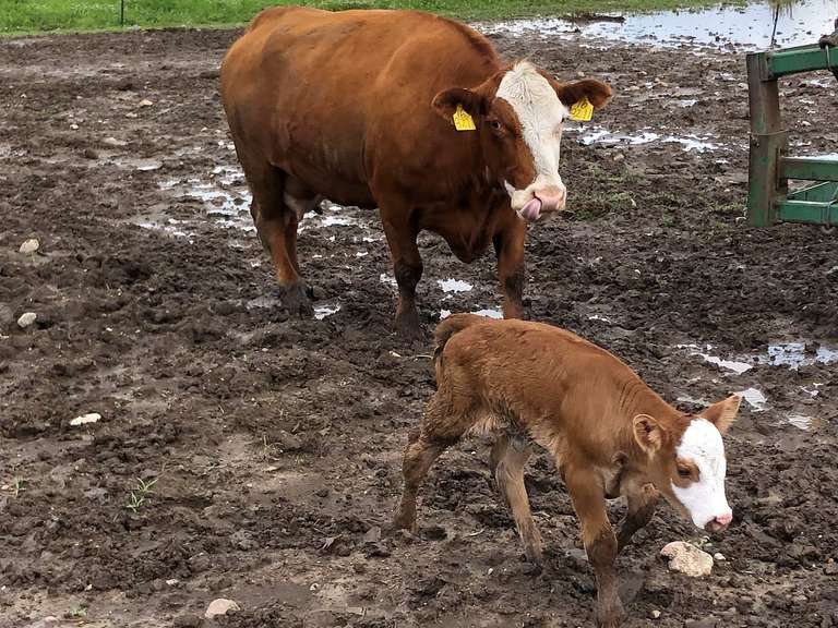 Cow Calf Pair | Est Weight 1300#, Medium Flesh | #821116 | Heifer Calf ...