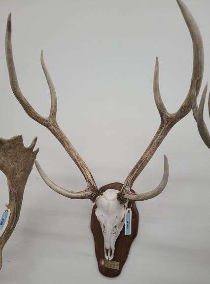 1997 Axis Deer European Mount - Kramer Auction LLC