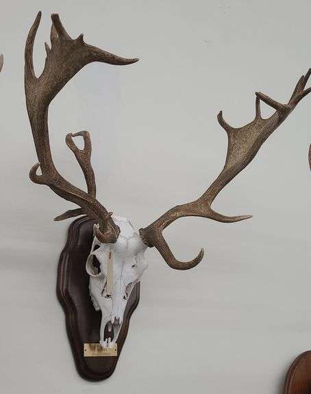 Fallow Deer European Mount - Kramer Auction LLC
