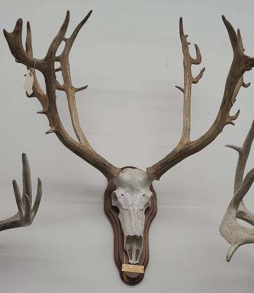 PERE DAVID Deer European Mount - Kramer Auction LLC
