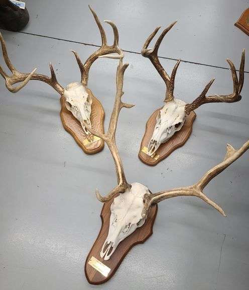 2 Whitetail & 1 Fallow European Deer Mounts - Kramer Auction LLC