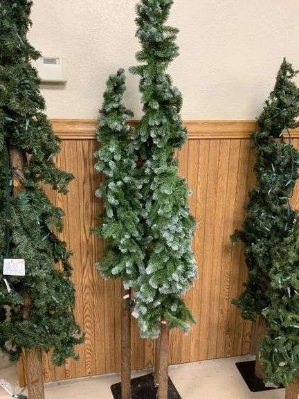 Group of three pencil trees, approx. 6 ft - Legacy Auction Company