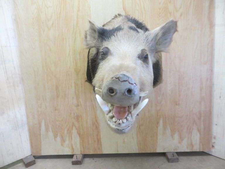 Wild Boar Shoulder Mount - Lambrecht Auction, Inc.