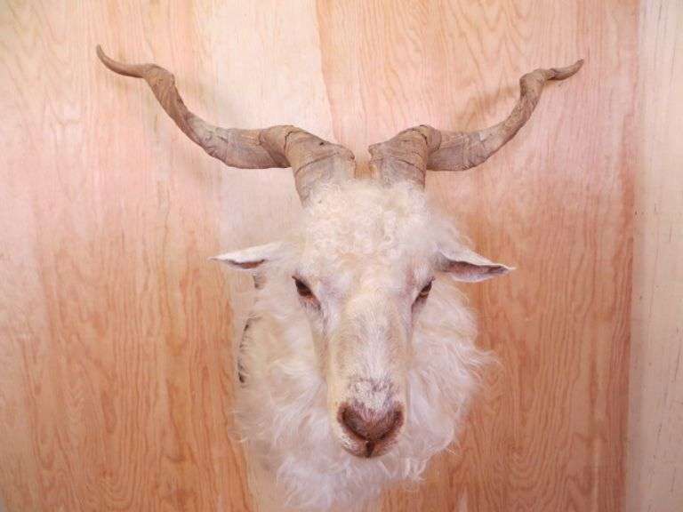 Angora Ram Shoulder Mount - Lambrecht Auction, Inc.