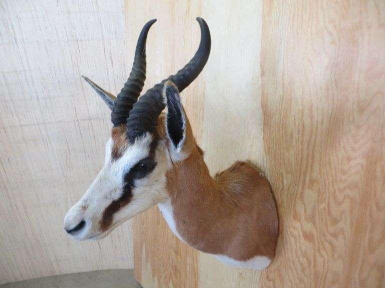 Springbok Shoulder Mount - Lambrecht Auction, Inc.