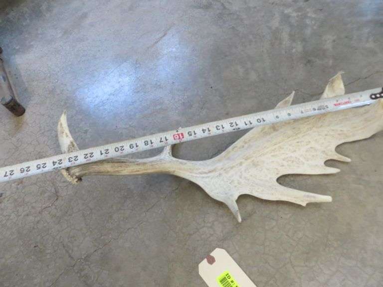 Small Moose Antler - Lambrecht Auction, Inc.