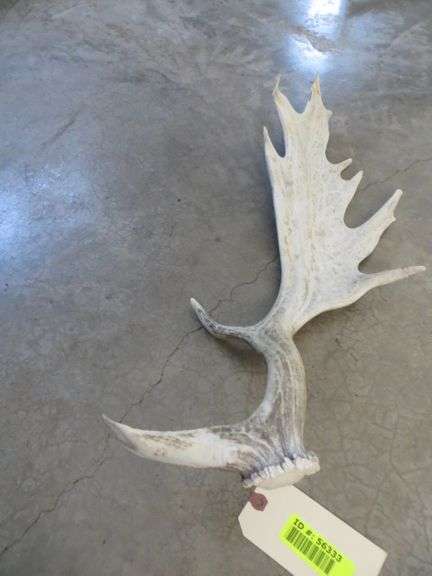 Small Moose Antler - Lambrecht Auction, Inc.