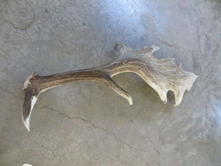 Small Moose Antler - Lambrecht Auction, Inc.