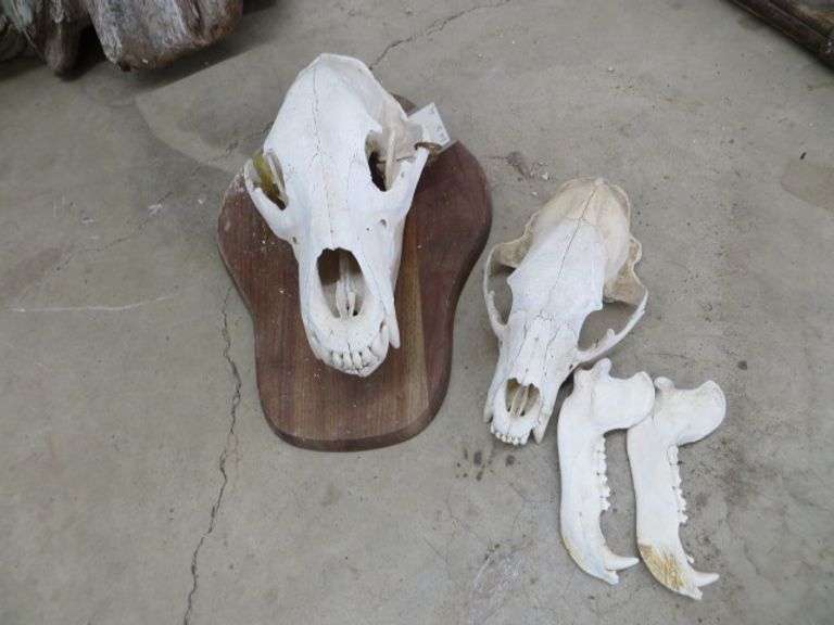 European Mount Bear Skulls - Lambrecht Auction, Inc.