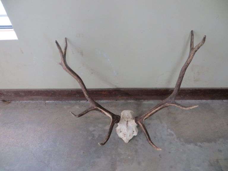 Elk Antlers 4x4 - Lambrecht Auction, Inc.