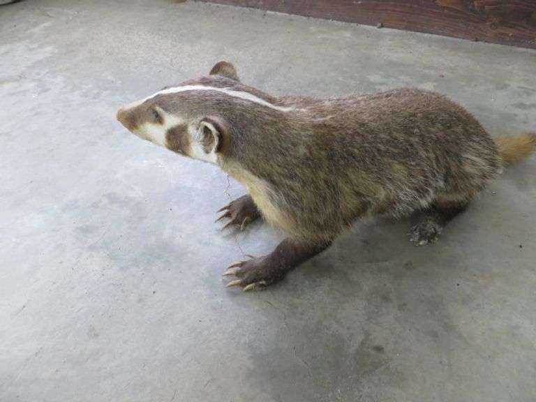 Badger Full Body Mount - Lambrecht Auction, Inc.