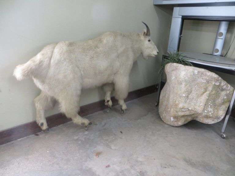 Mountain Goat Full Body Mount - Lambrecht Auction, Inc.