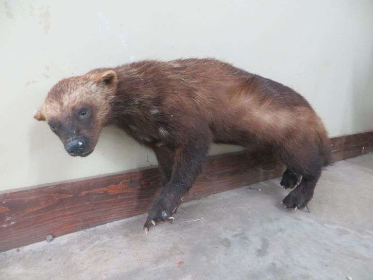 Wolverine Full Body Mount - Lambrecht Auction, Inc.