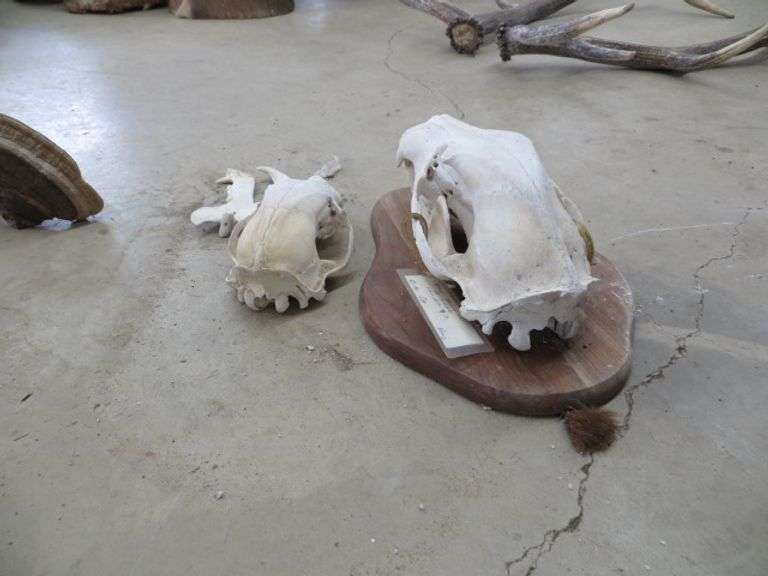 European Mount Bear Skulls - Lambrecht Auction, Inc.