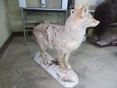 Coyote Full Body Mount - Lambrecht Auction, Inc.