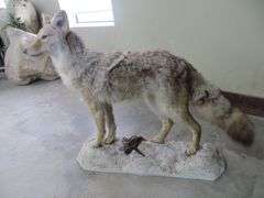 Coyote Full Body Mount - Lambrecht Auction, Inc.