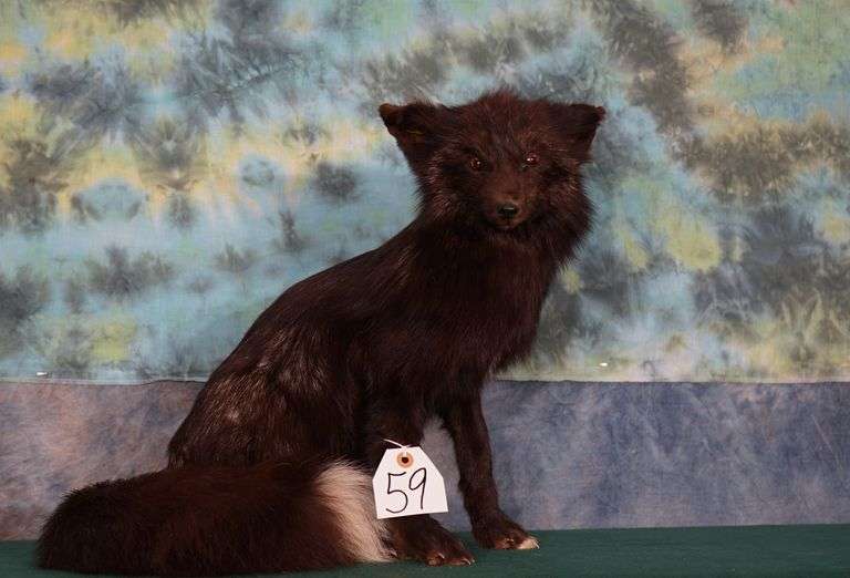Beautiful Sliver Fox Full Body Mount Taxidermy - Leap Auctions, LLC