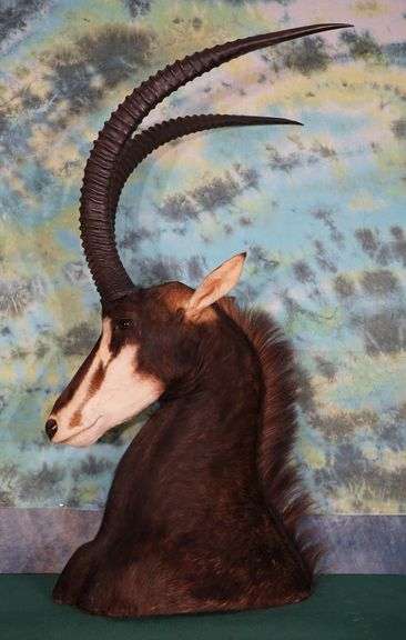 Record Book African Sable Shoulder Pedestal Mount Taxidermy - Leap ...