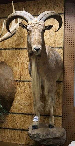 Half Body Aoudad "Barbary" Sheep Taxidermy Mount - Leap Auctions, LLC