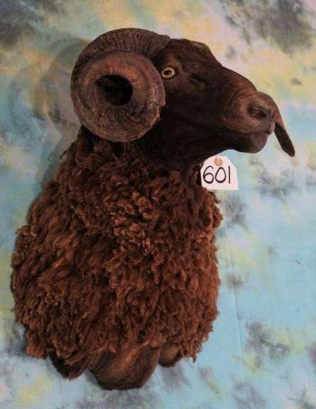 Cool Arapawa Sheep Shoulder Taxidermy Ram Mount - Leap Auctions, LLC