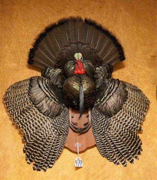 Cool! Wild Turkey Shoulder, Wings, Legs, & Tail Taxidermy Bird Wall ...