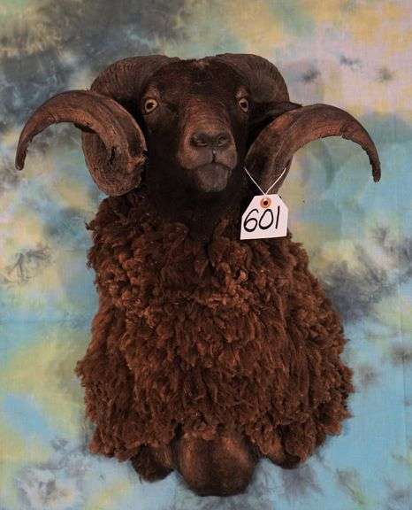 Cool Arapawa Sheep Shoulder Taxidermy Ram Mount - Leap Auctions, LLC