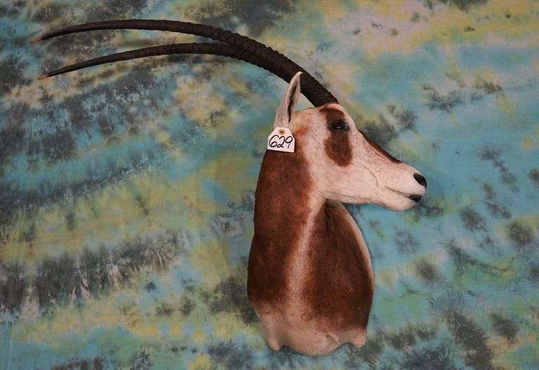 Scimitar Horned Oryx Shoulder Mount Taxidermy - Leap Auctions, LLC